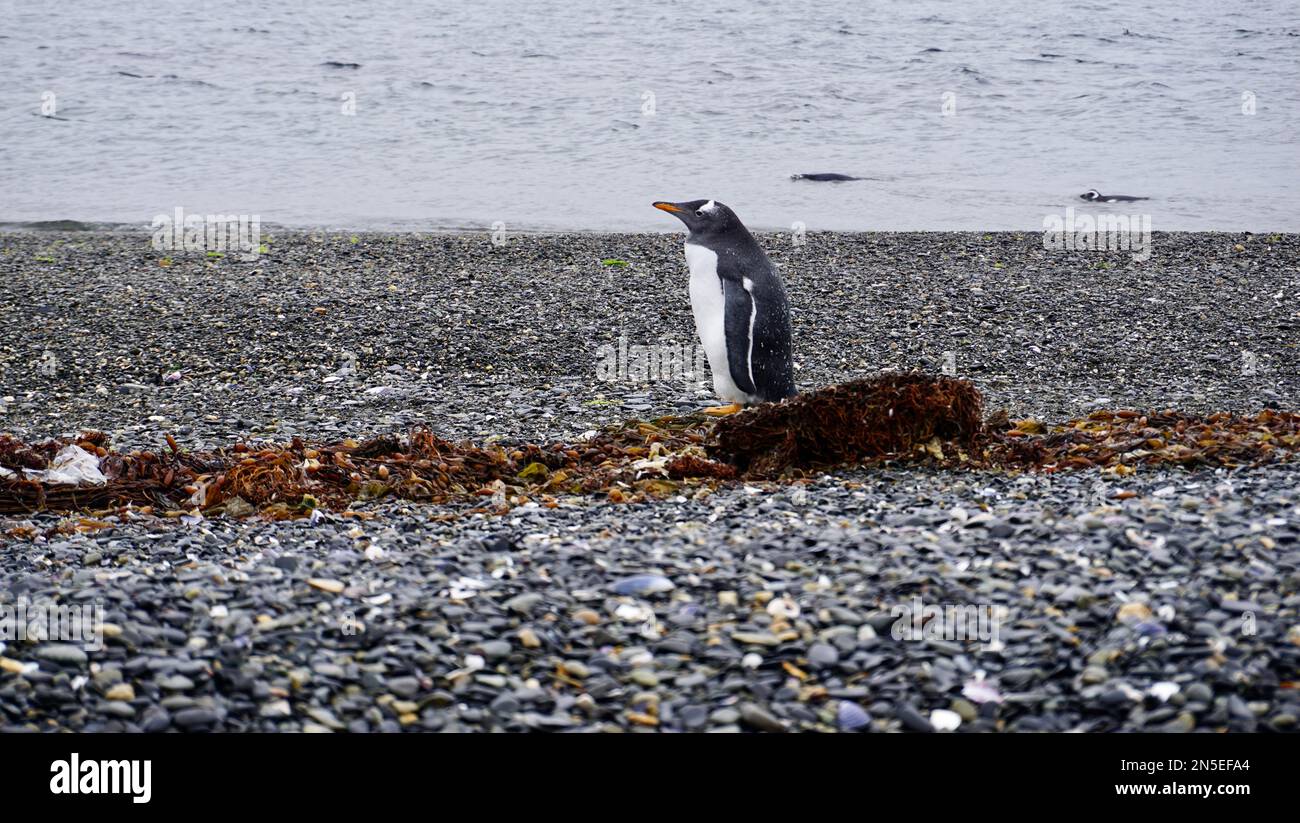 Penguin standing on Martillo Island beside a tree trunk Stock Photo - Alamy