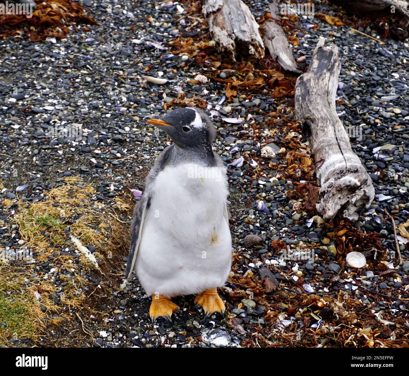 Martillo island walk with penguins hi-res stock photography and images ...