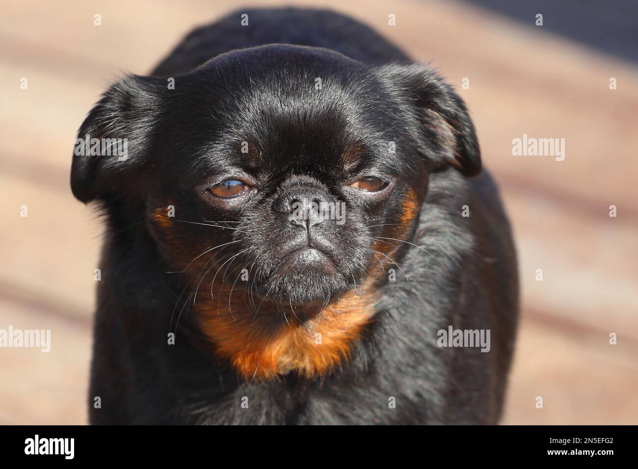 Petite brabancon hi-res stock photography and images - Alamy