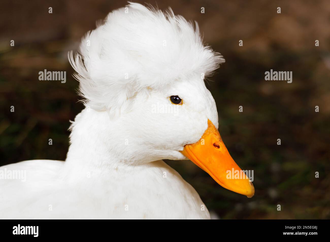 Female comb duck hi-res stock photography and images - Alamy