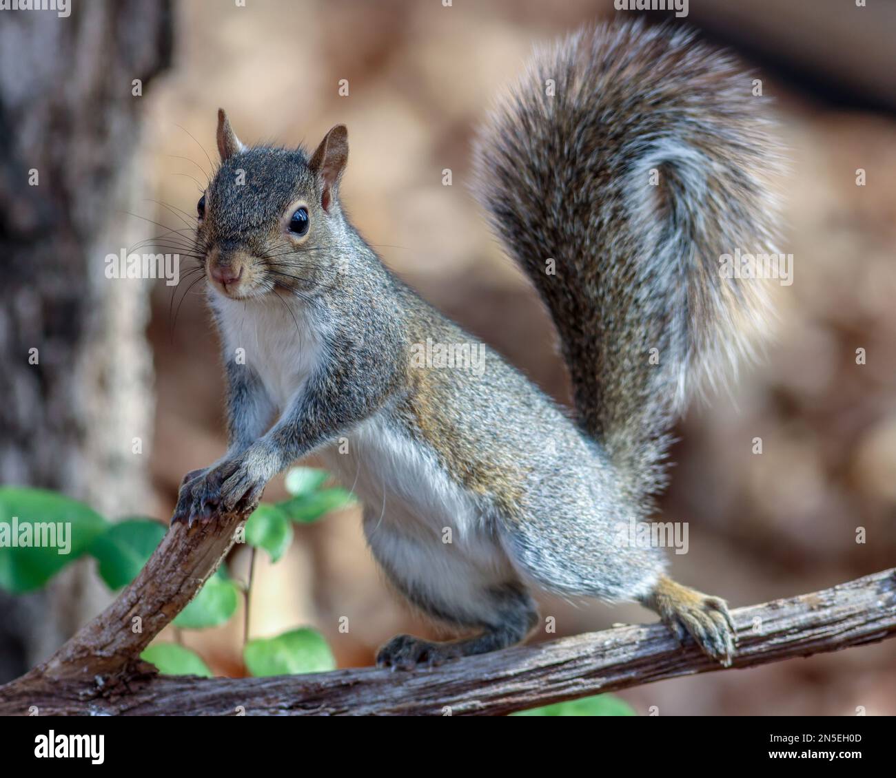 A brown squirrel poses for photo Stock Photo - Alamy