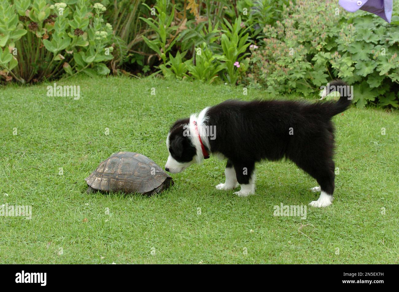 Meeting a new friend. Cute border collie puppy dog dogs and tortoise ...
