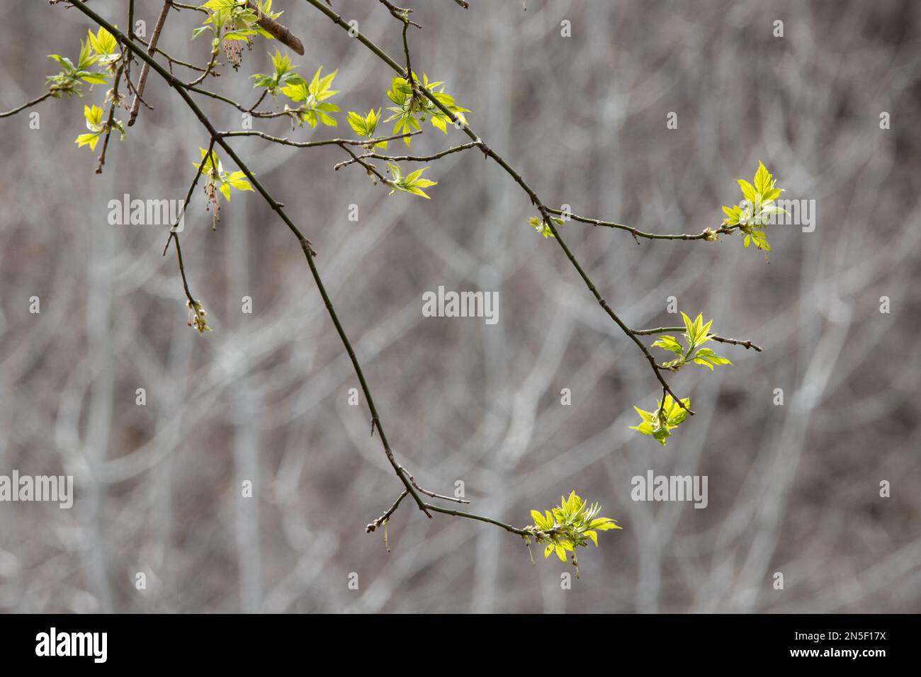 Budding twig hi-res stock photography and images - Alamy