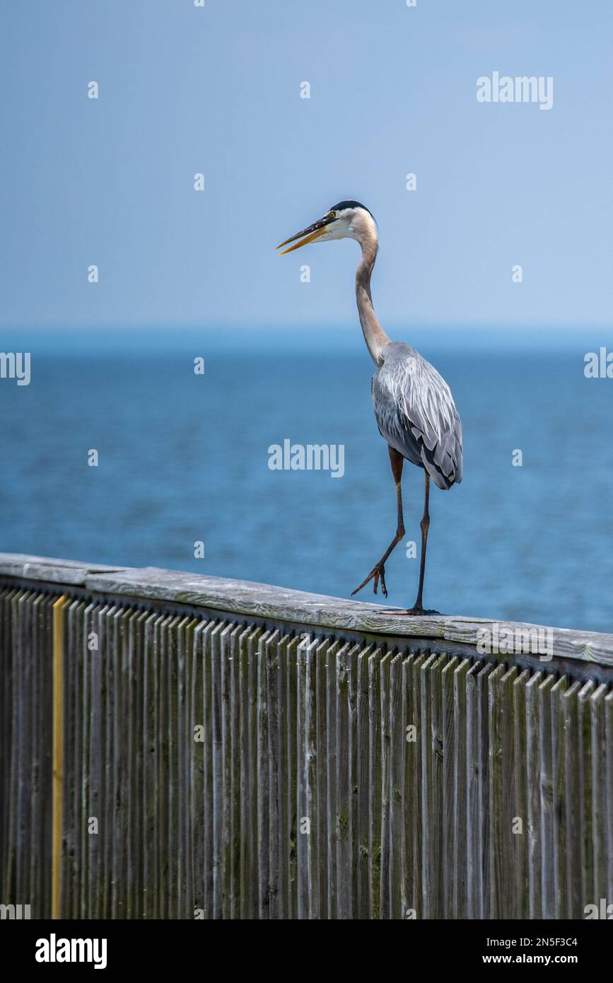 Hey you guys! hi-res stock photography and images - Alamy