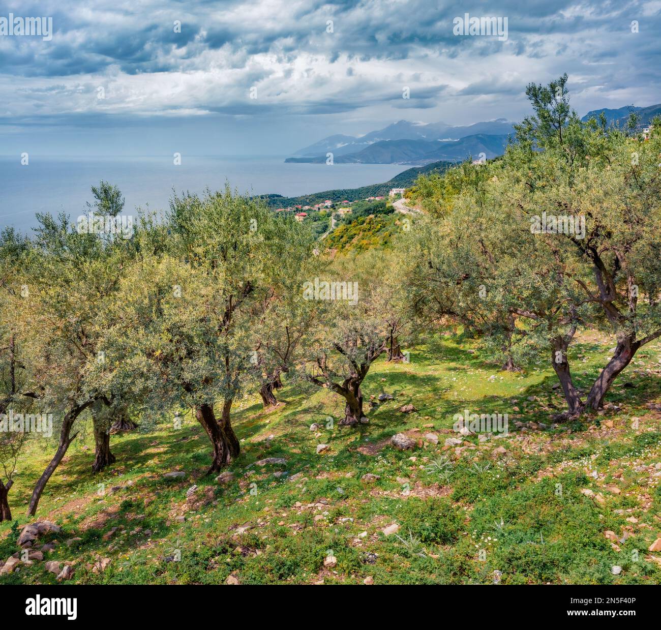 Typical Albanian landscape of Adriatic shore with olive garden ...