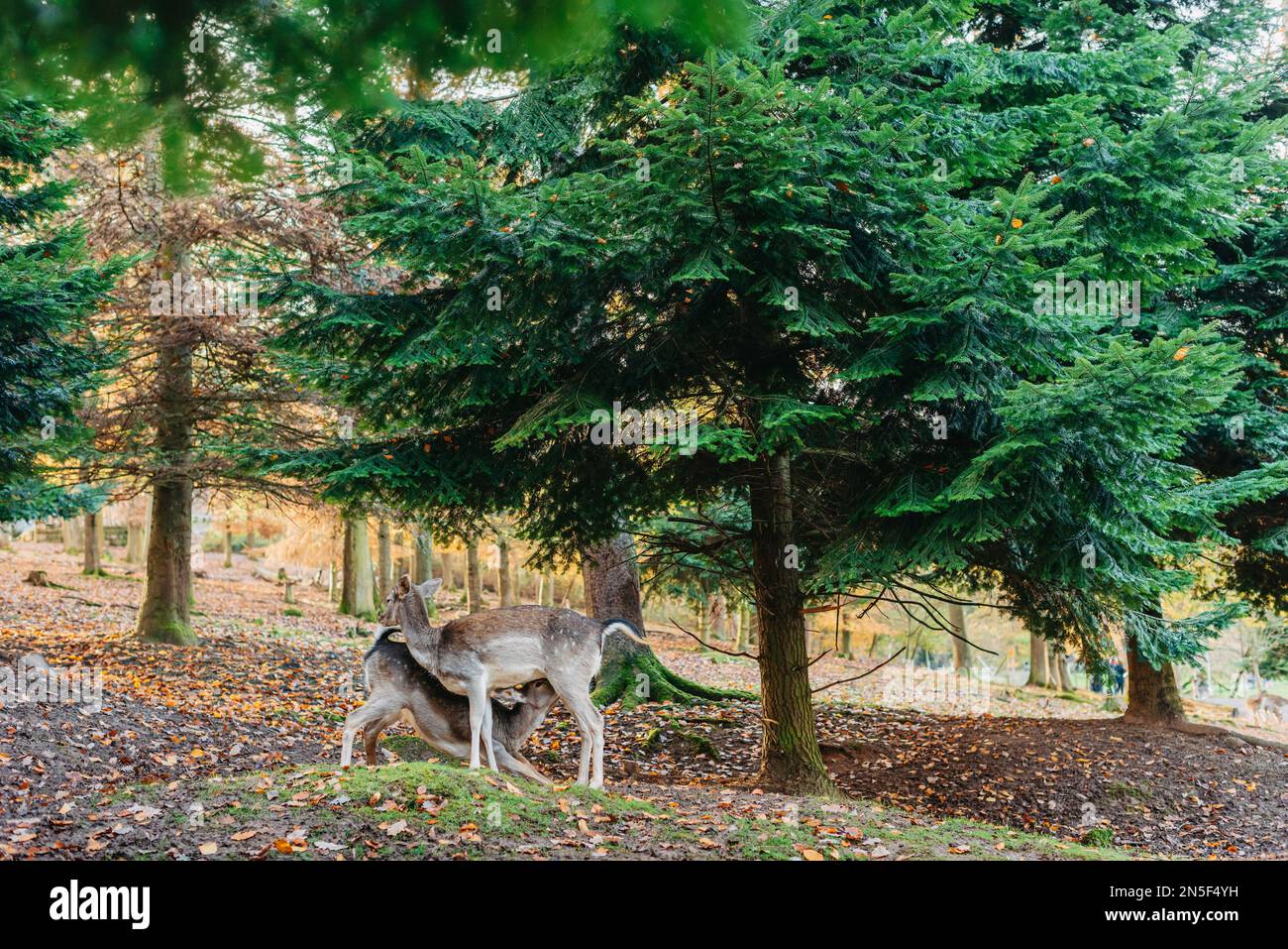 Young red deer sucks milk. Herd of deers in summer landscape. Wildlife ...