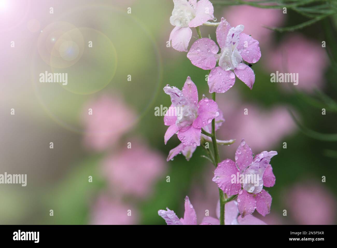 Pink wild delphinium with rain drops. Circular glare of light. Copy ...