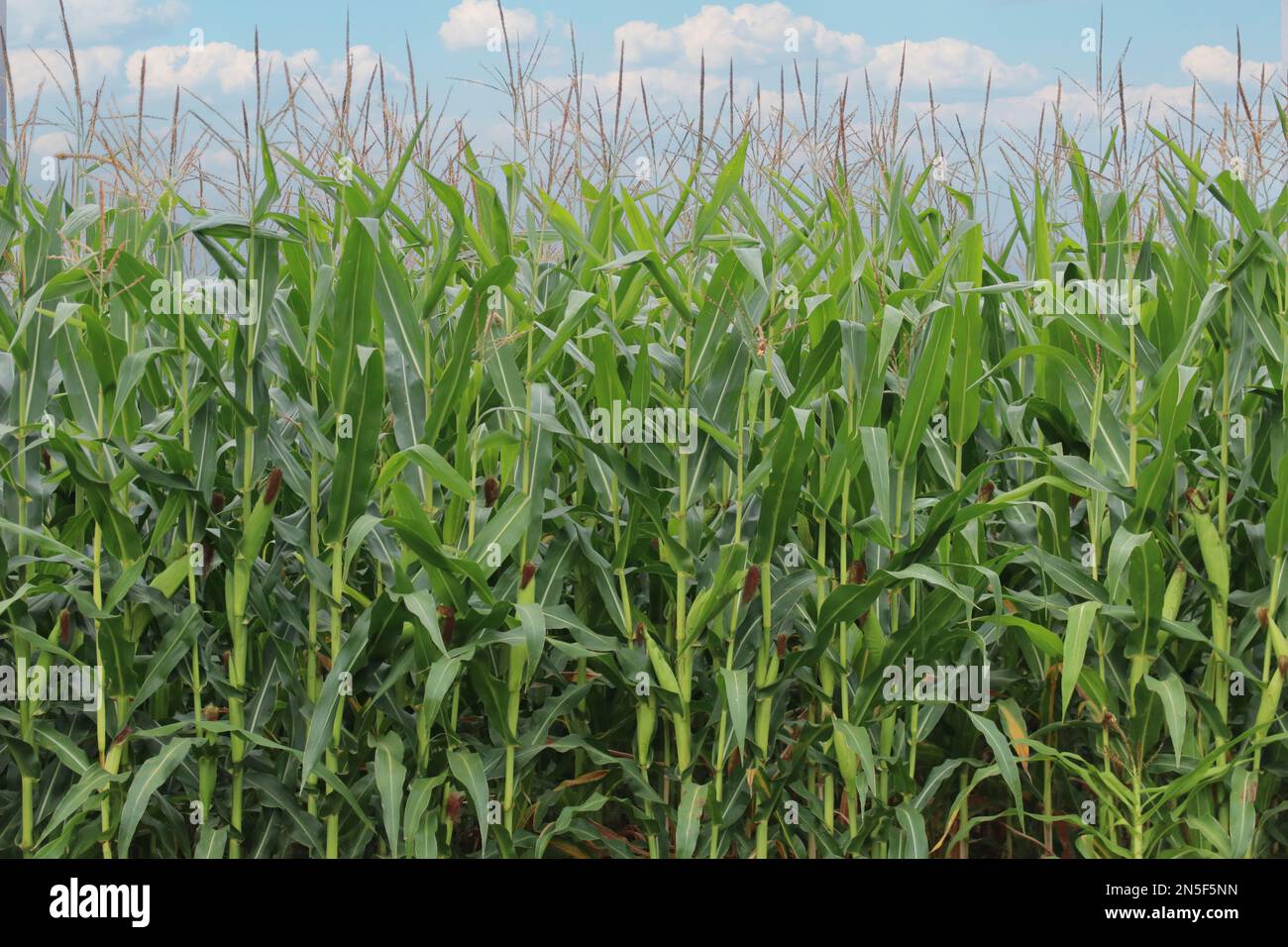 Field invasion hi-res stock photography and images - Alamy