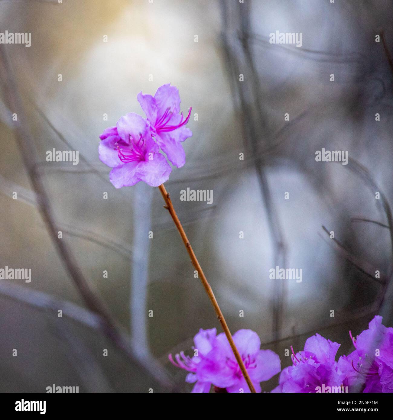 Azalea bush hi-res stock photography and images - Alamy