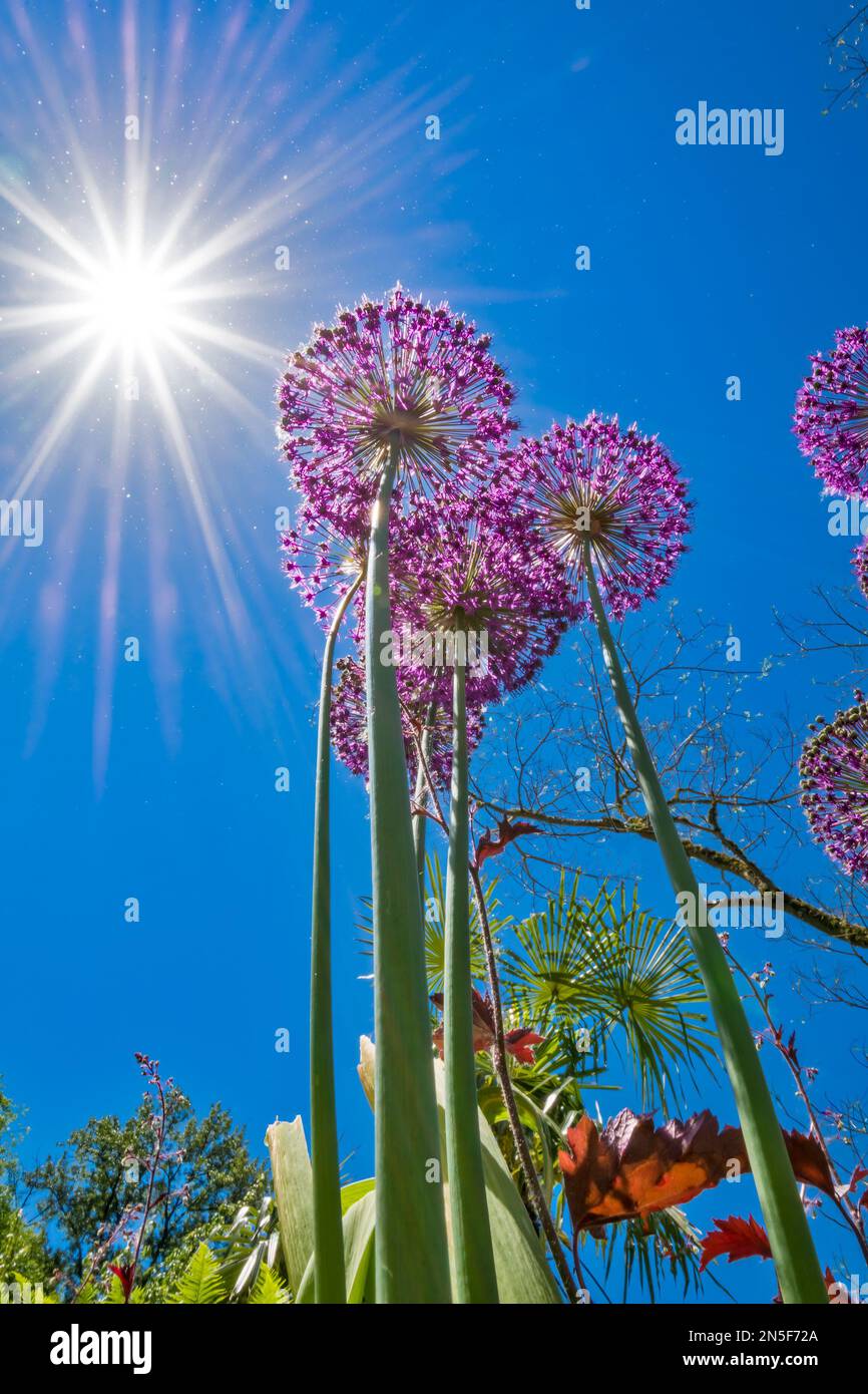 Flowering persian onions in rays of sun. Blooming flowers of onion on ...