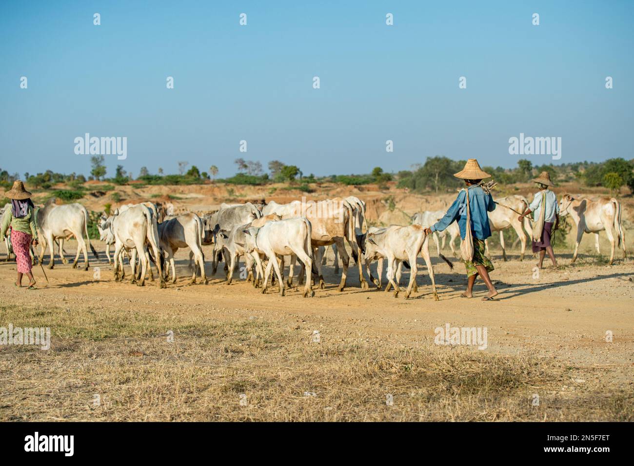 Burmese woman herds cattle outside Bagan. Myanmar is ethnically diverse ...