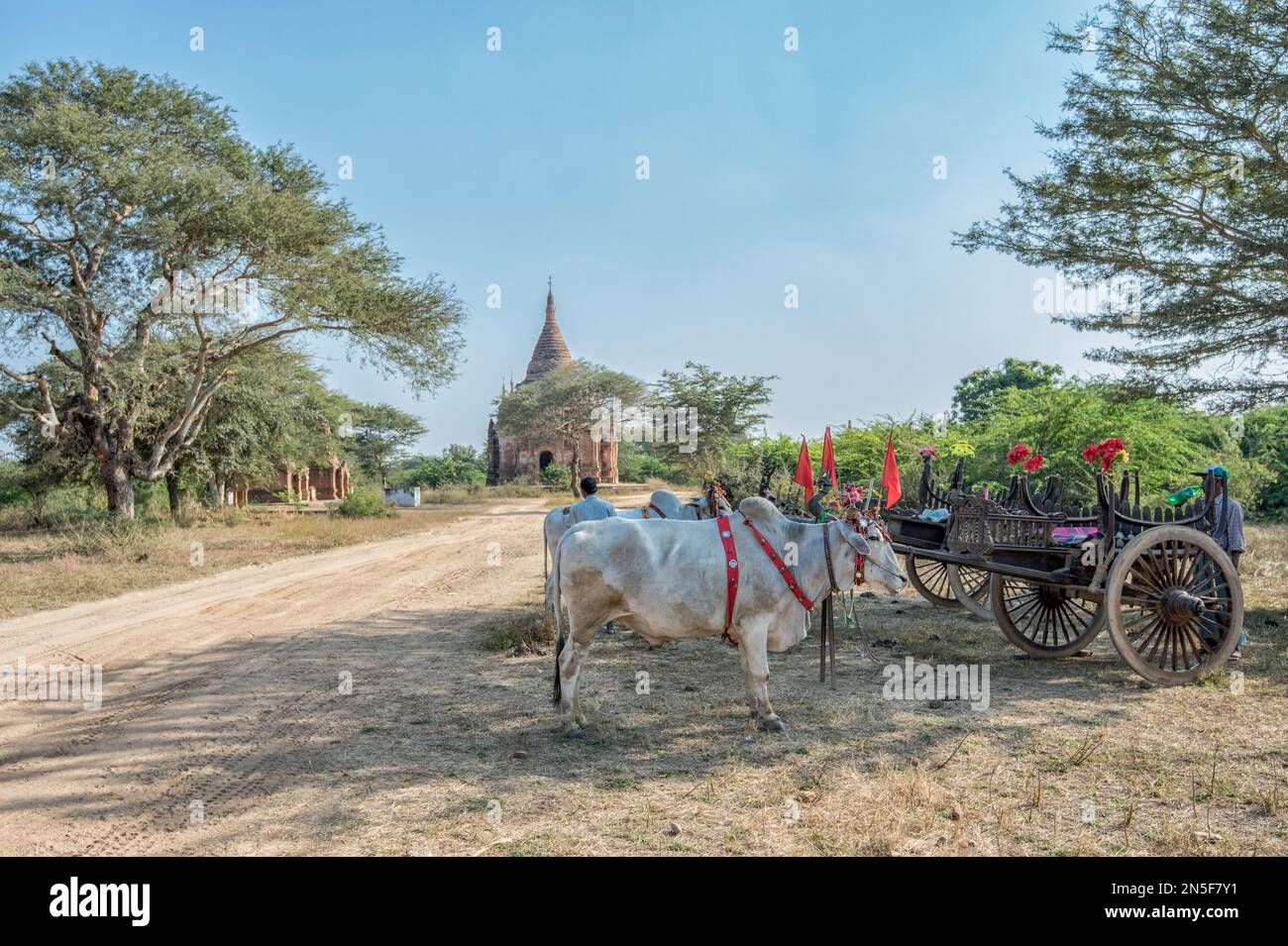 Traditional two-wheeled Ox carts used for transport of tourists to the ...