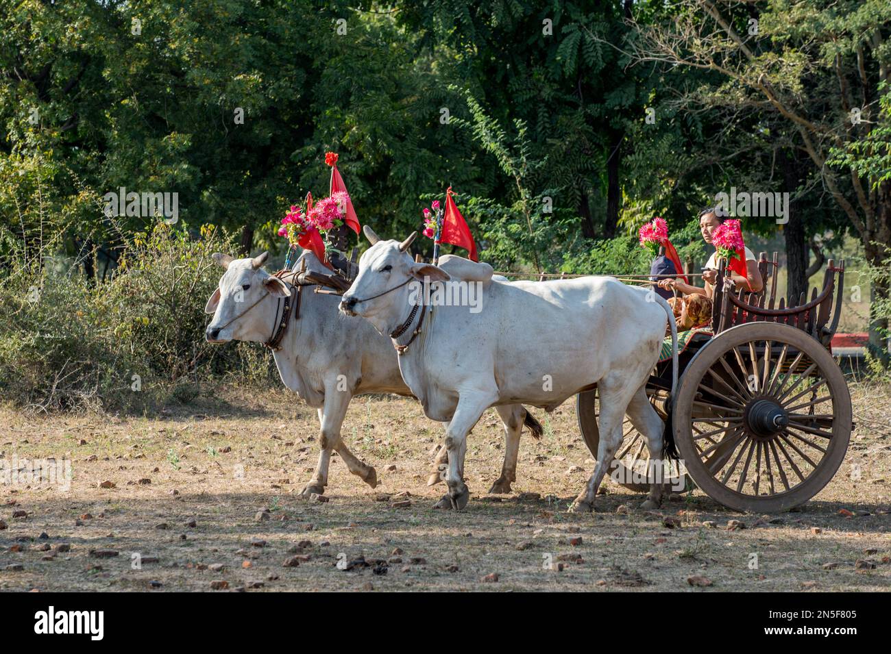 Traditional two-wheeled Ox carts used for transport of tourists to the ...