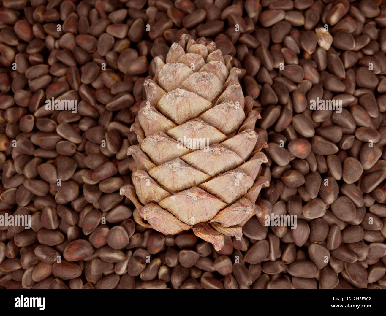 Cedar cone on a background of cedar seeds Stock Photo - Alamy
