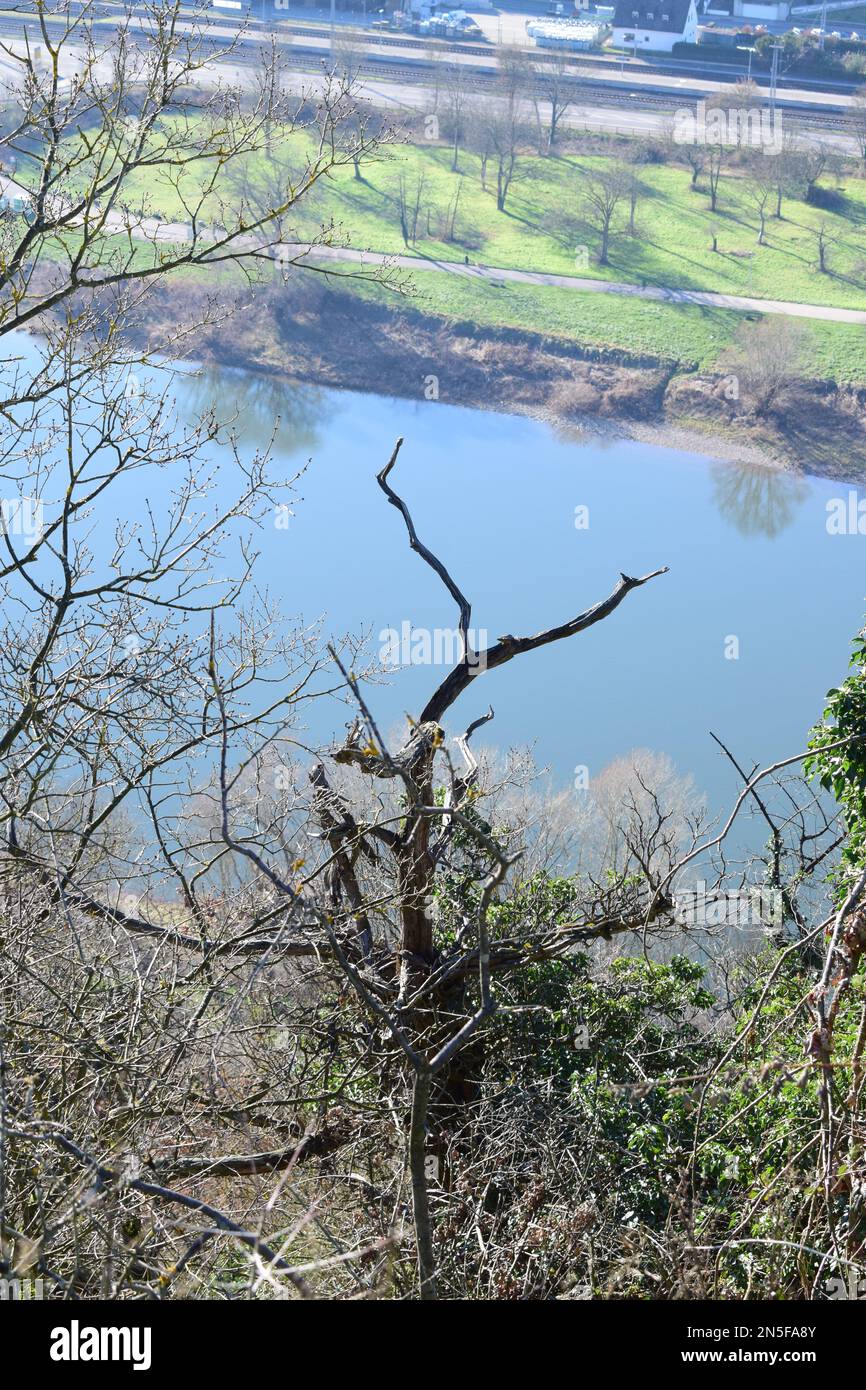 bold tree above the Mosel Stock Photo - Alamy