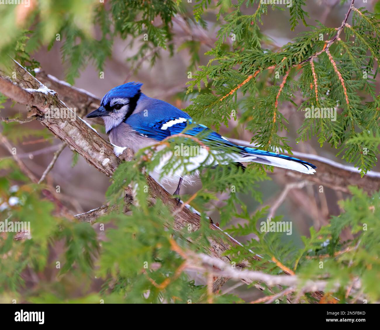 Blue Jay close-up perched on a cedar branch tree with a blur forest background in the forest ...
