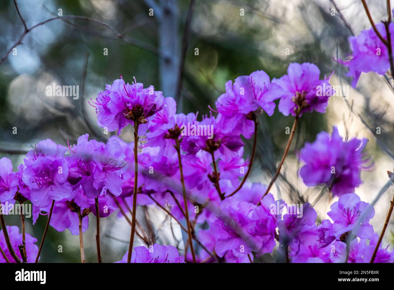 Azalea bush hi-res stock photography and images - Alamy