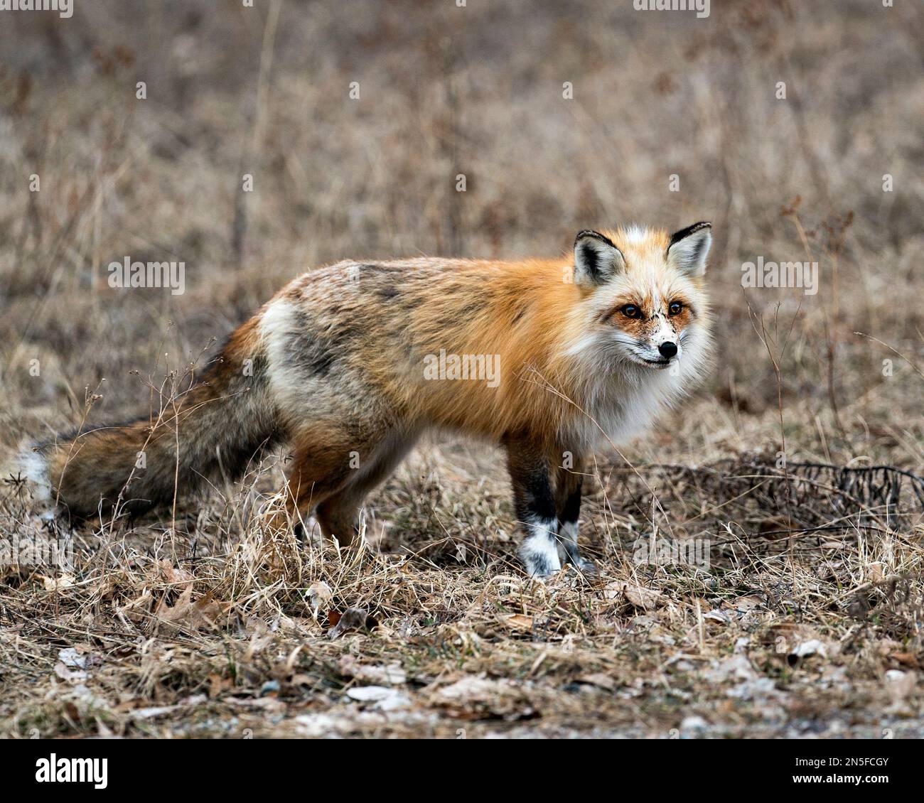 Red unique fox close-up side profile view looking at camera in the ...