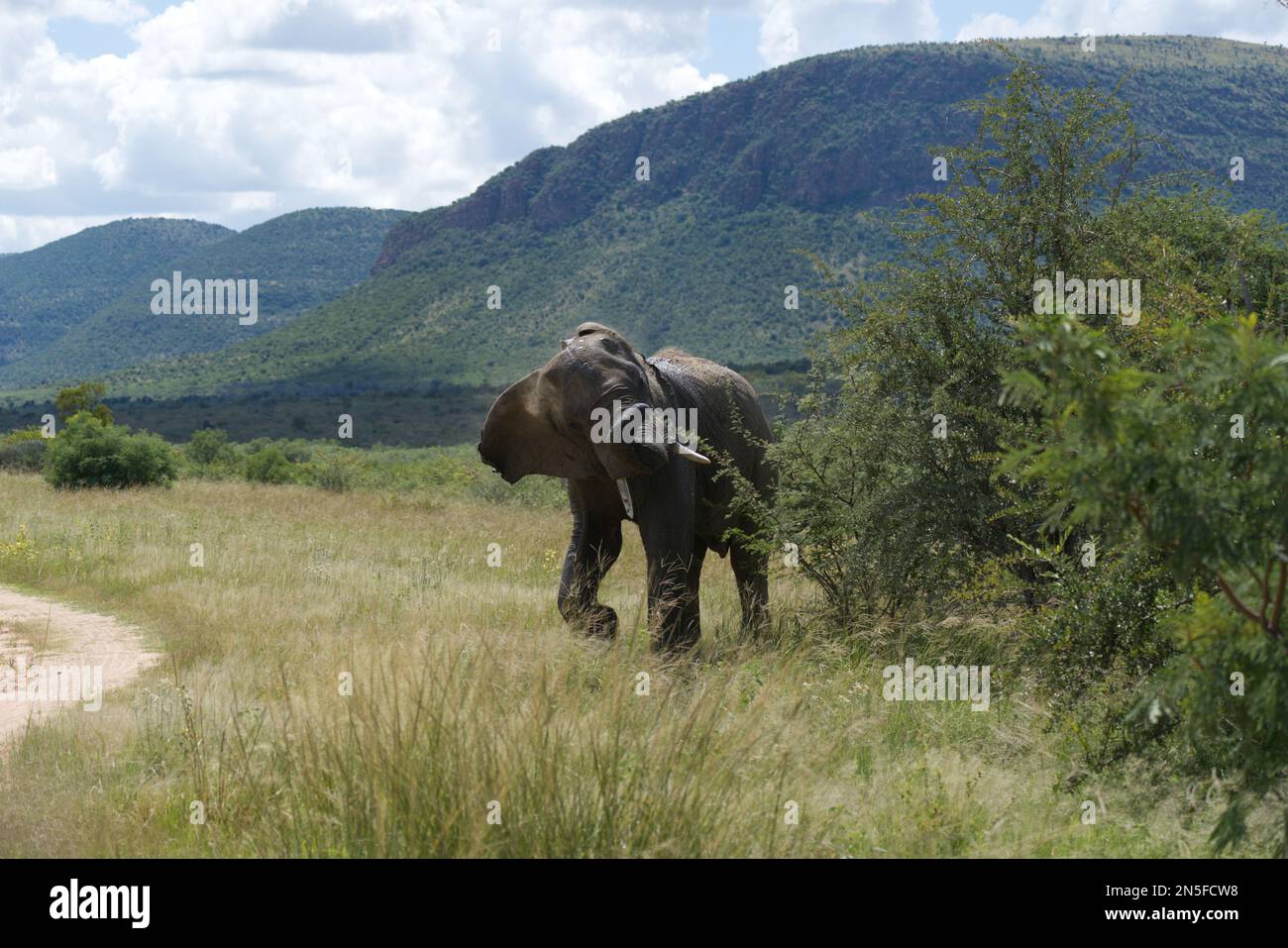 The frisky hi-res stock photography and images - Alamy
