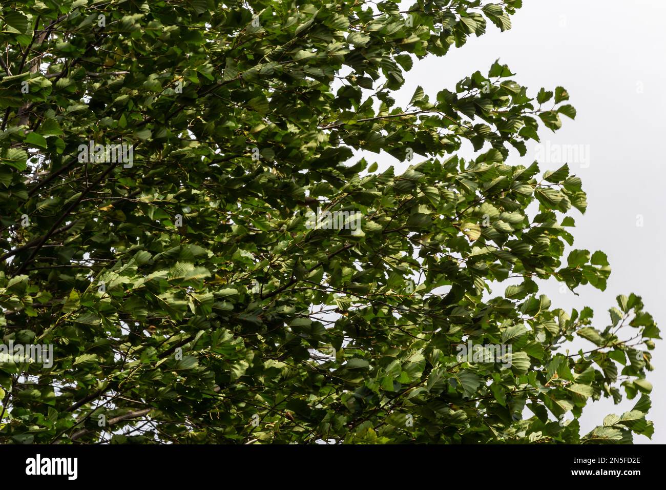 European alder tree in forest. Leaf of Field maple swaying on the wind ...