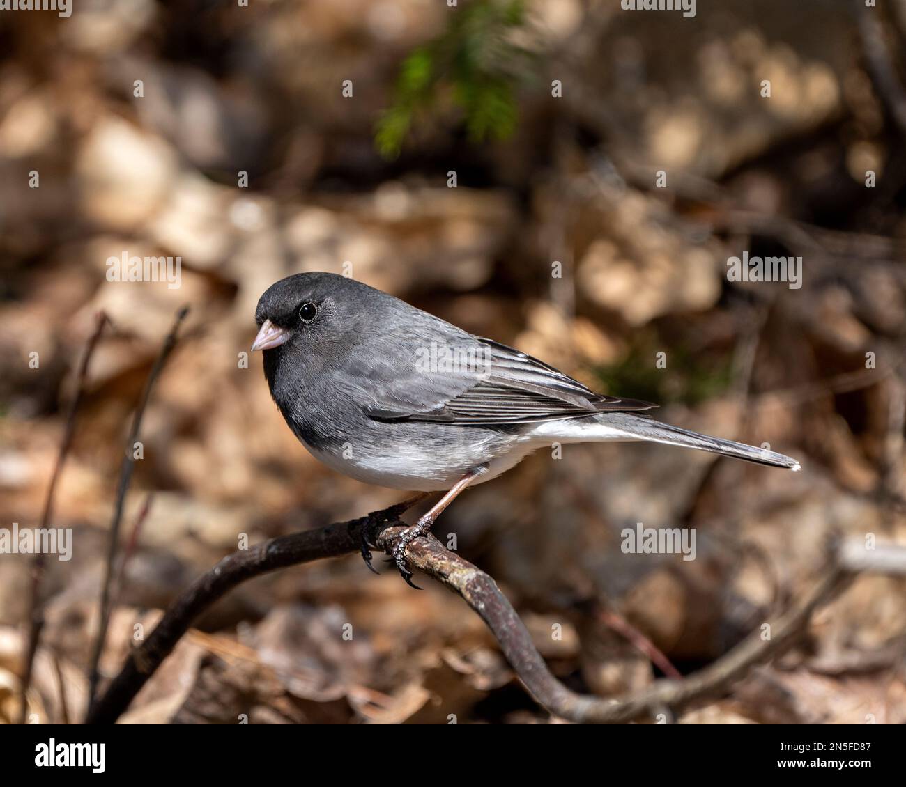Junco bird perched on a branch displaying grey feather plumage, head ...