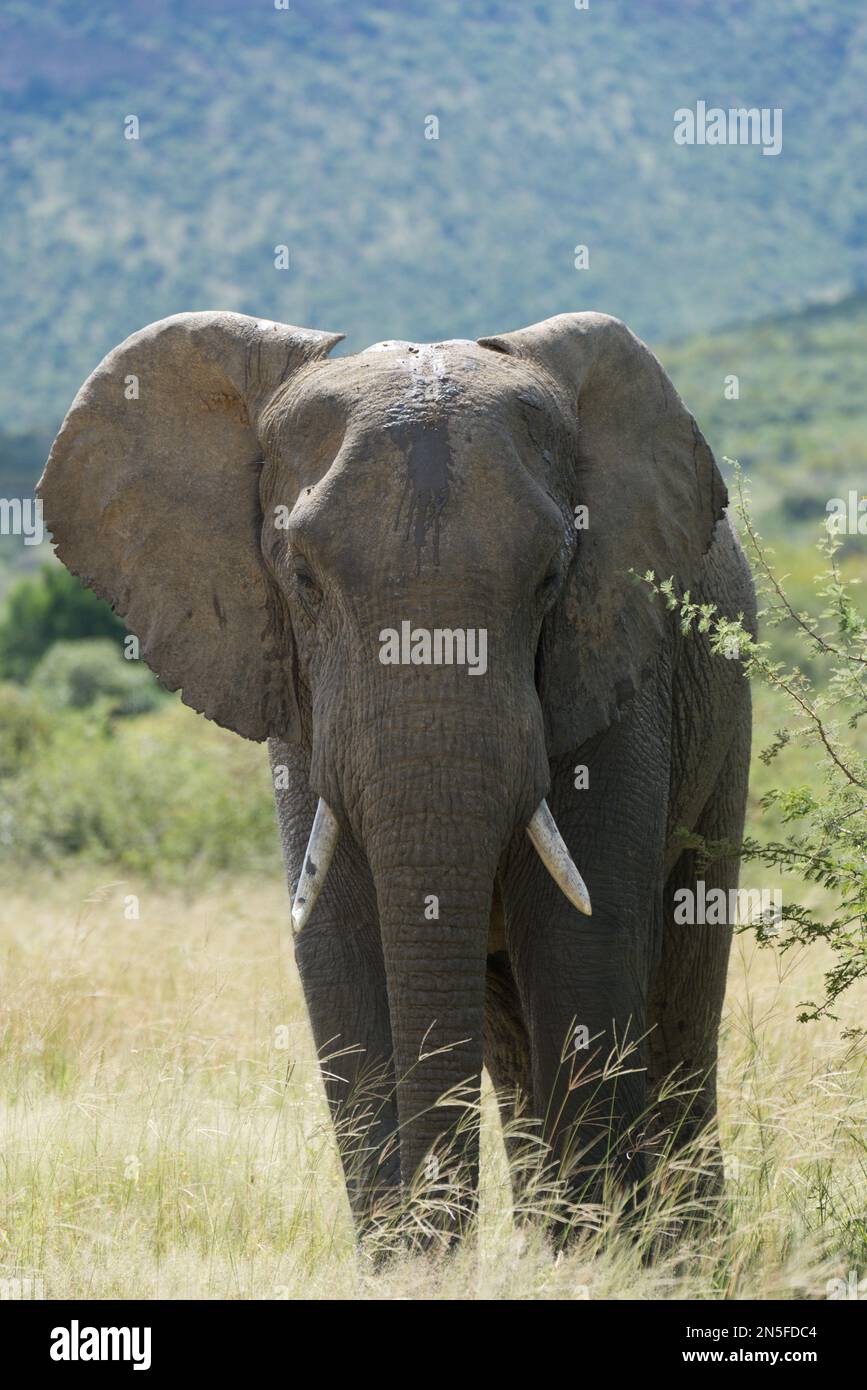 Curious elephant hi-res stock photography and images - Alamy