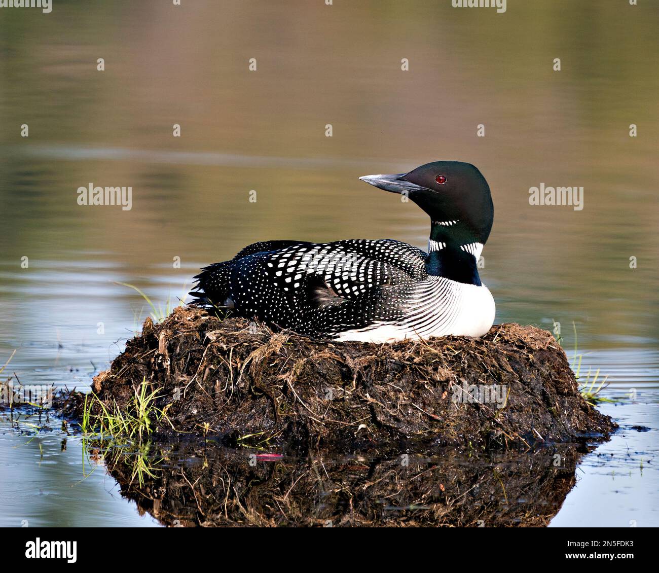 Loon nesting on its nest with marsh grasses, mud and water by the lake ...