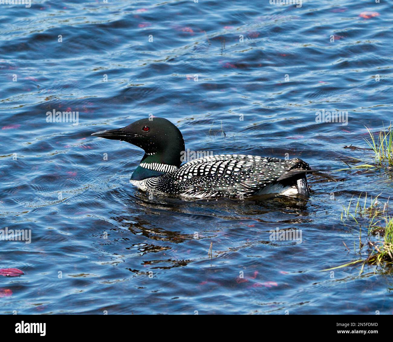 Loon close-up profile side view swimming in the lake in its environment ...