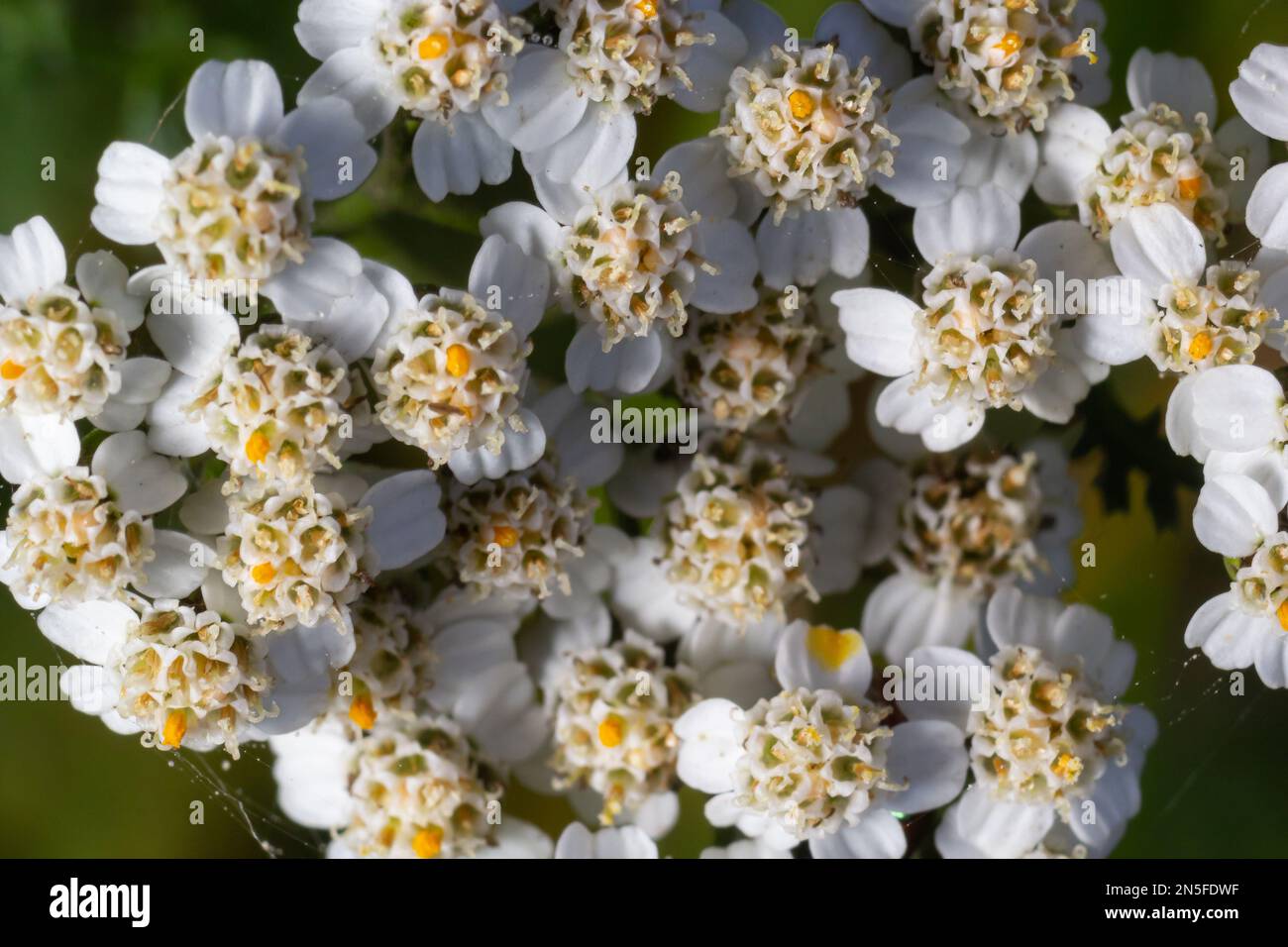 Common yarrow Achillea millefolium white flowers close up top view on ...