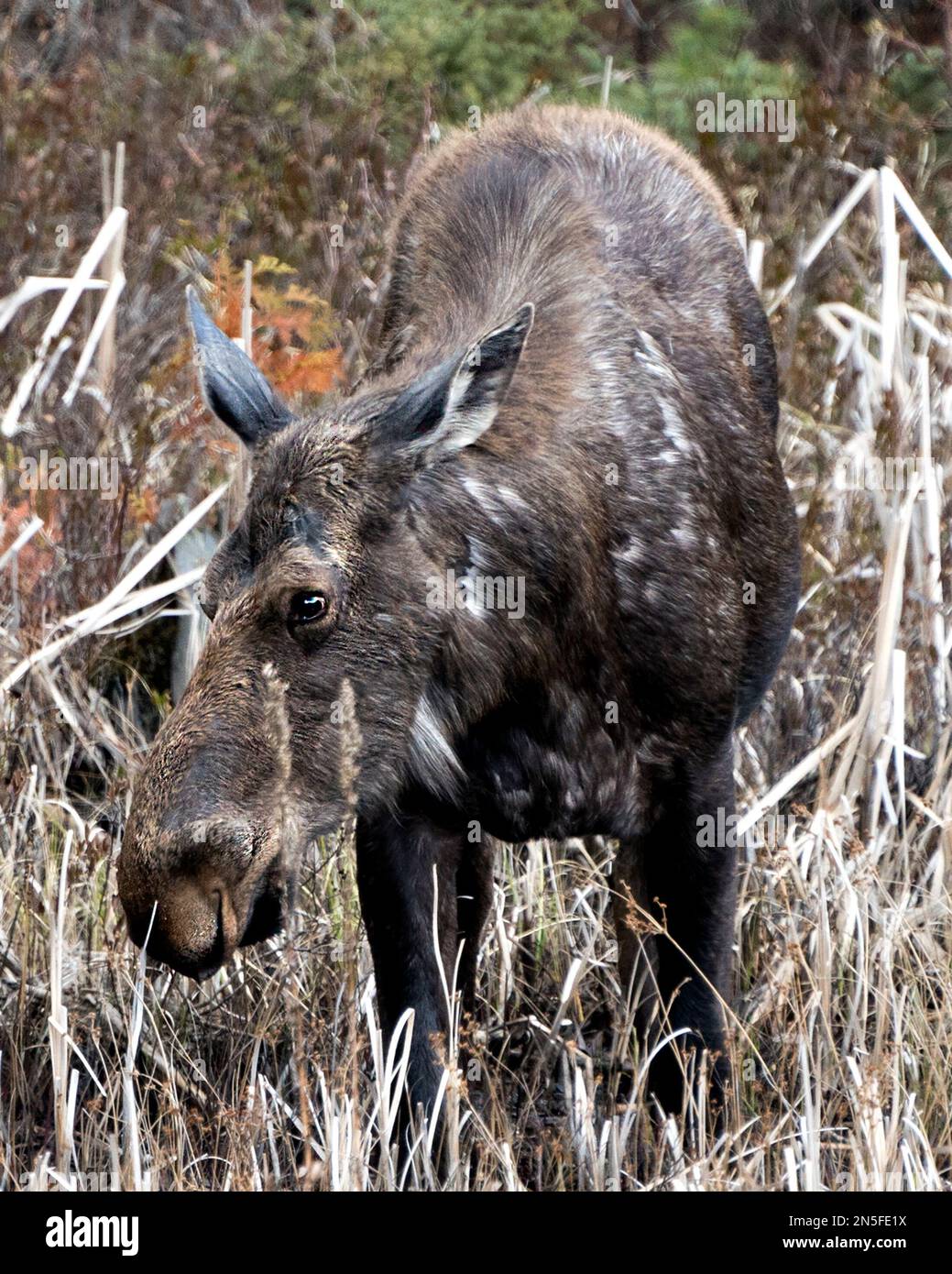Moose front view in the forest in the springtime displaying muzzle ...