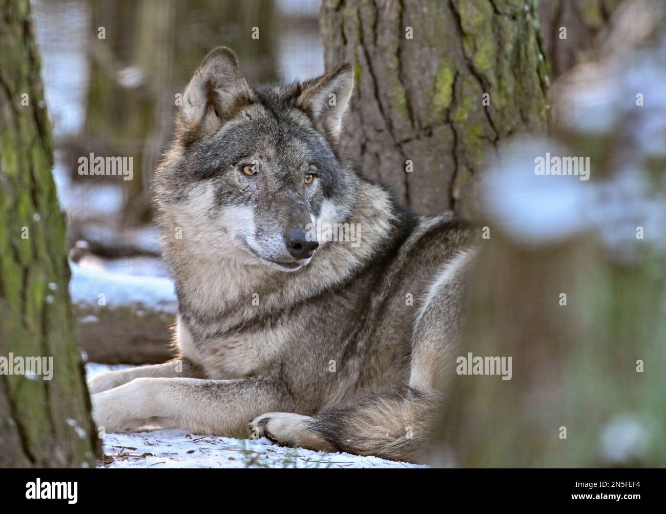 07 February 2023, Brandenburg, Groß Schönebeck: A wolf (Canis lupus ...