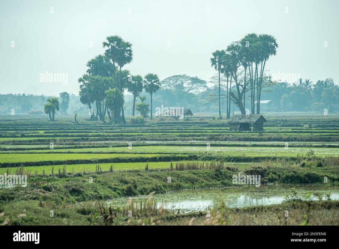 Bagan farm field palm trees hi-res stock photography and images - Alamy