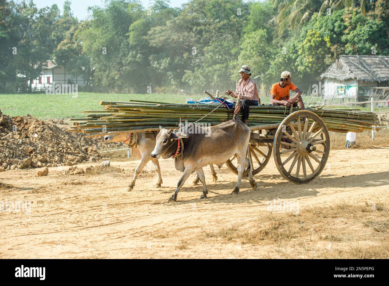 Traditional two-wheeled ox carts near Bagan. They belong to the ...