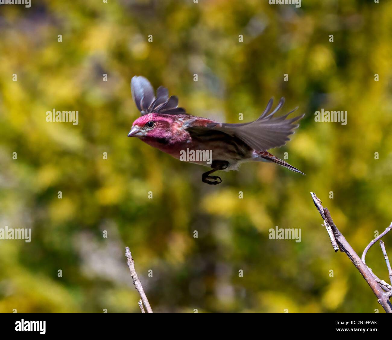 Finch male flying with its beautiful red colour spread wings with a ...