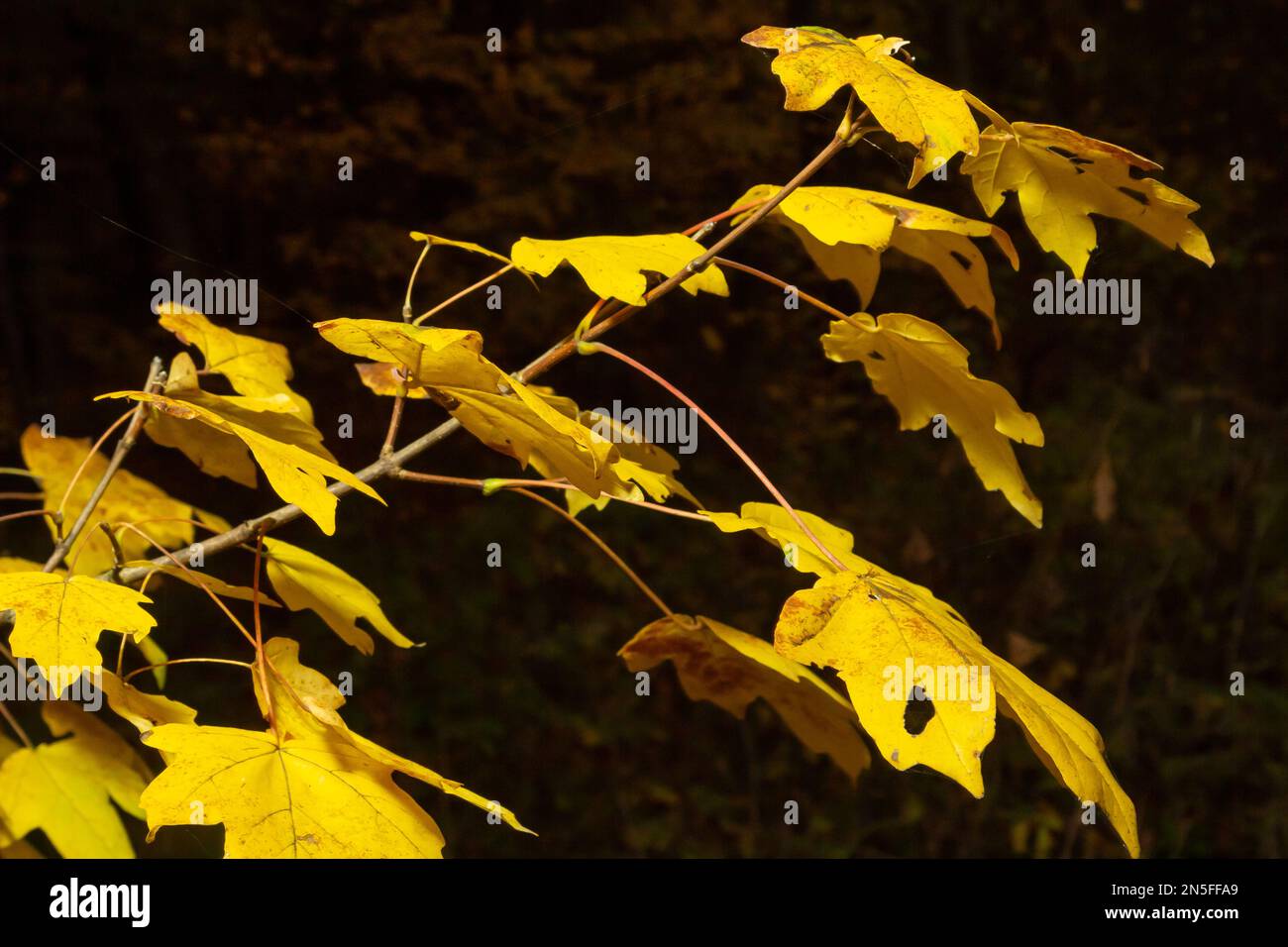 Yellow maple leaves on the branches. Autumn nature background with maple tree leaves Stock Photo ...