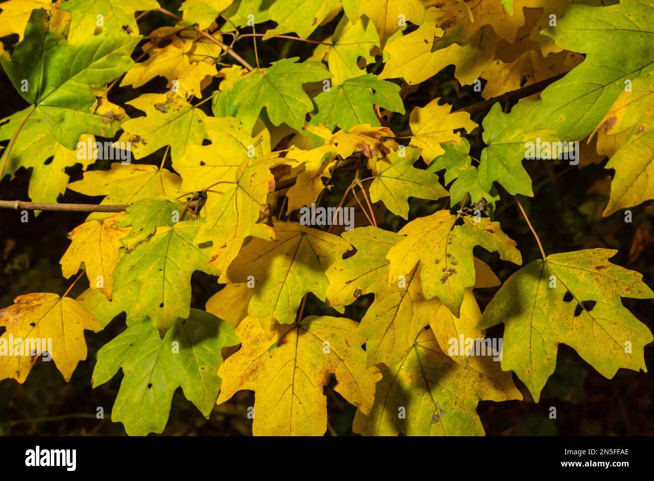 Yellow maple leaves on the branches. Autumn nature background with maple tree leaves Stock Photo ...