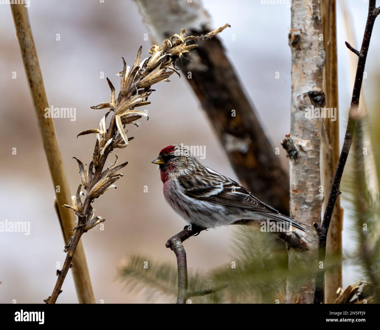 Finch family hi-res stock photography and images - Alamy