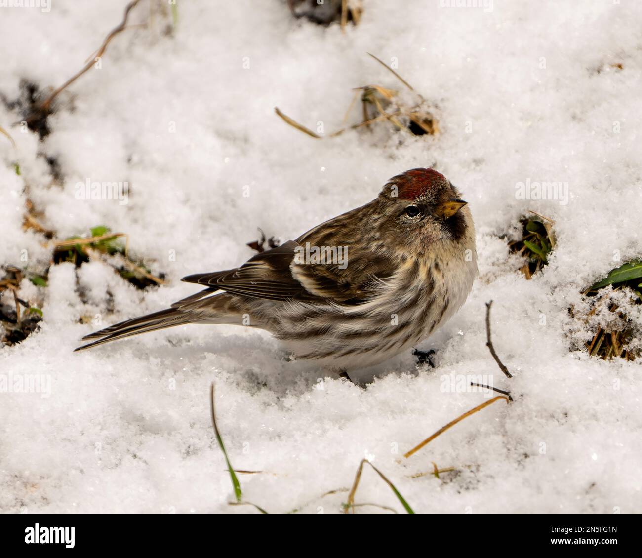 Red poll in the winter season standing on snow with a side view in its ...