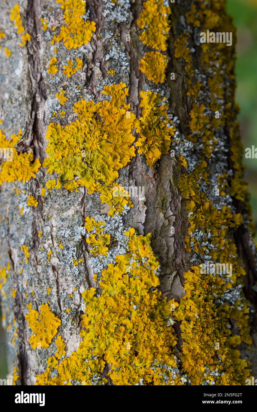 Xanthoria parietina common orange lichen, yellow scale, maritime ...