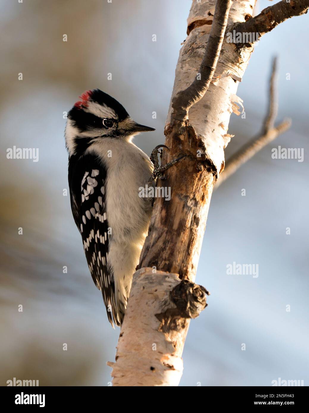 Woodpecker close-up profile view climbing a birch tree trunk and ...