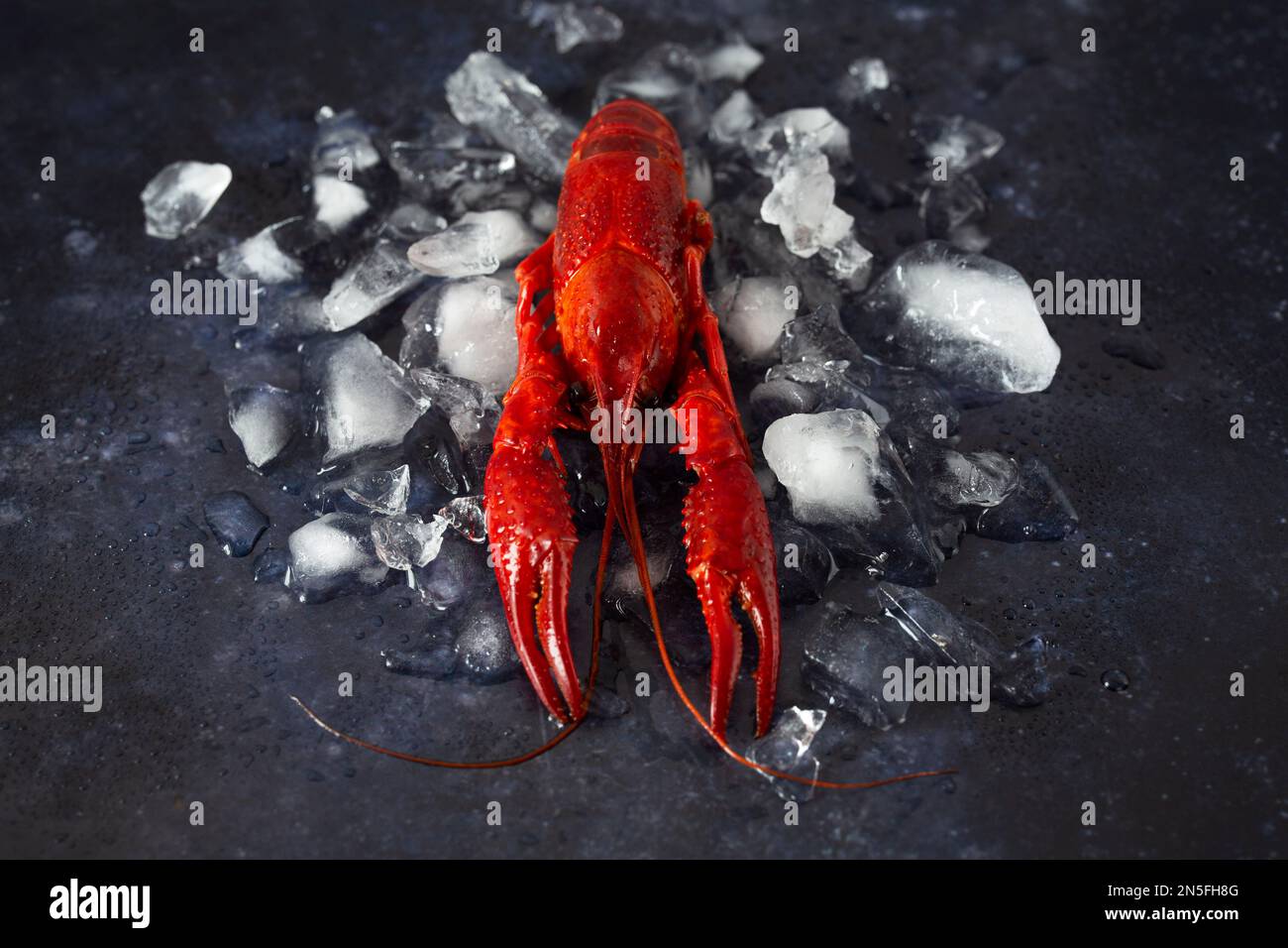Crayfish isolated closeup hi-res stock photography and images - Alamy