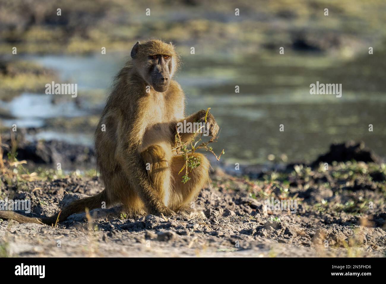 Baboon at water hole hi-res stock photography and images - Alamy