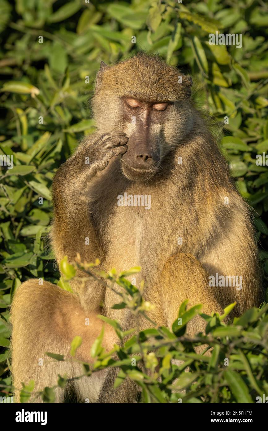Scratching cheek hi-res stock photography and images - Alamy