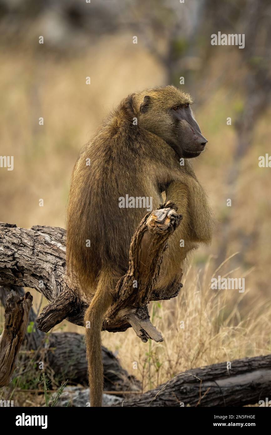 Chacma baboon sits on log looking round Stock Photo - Alamy