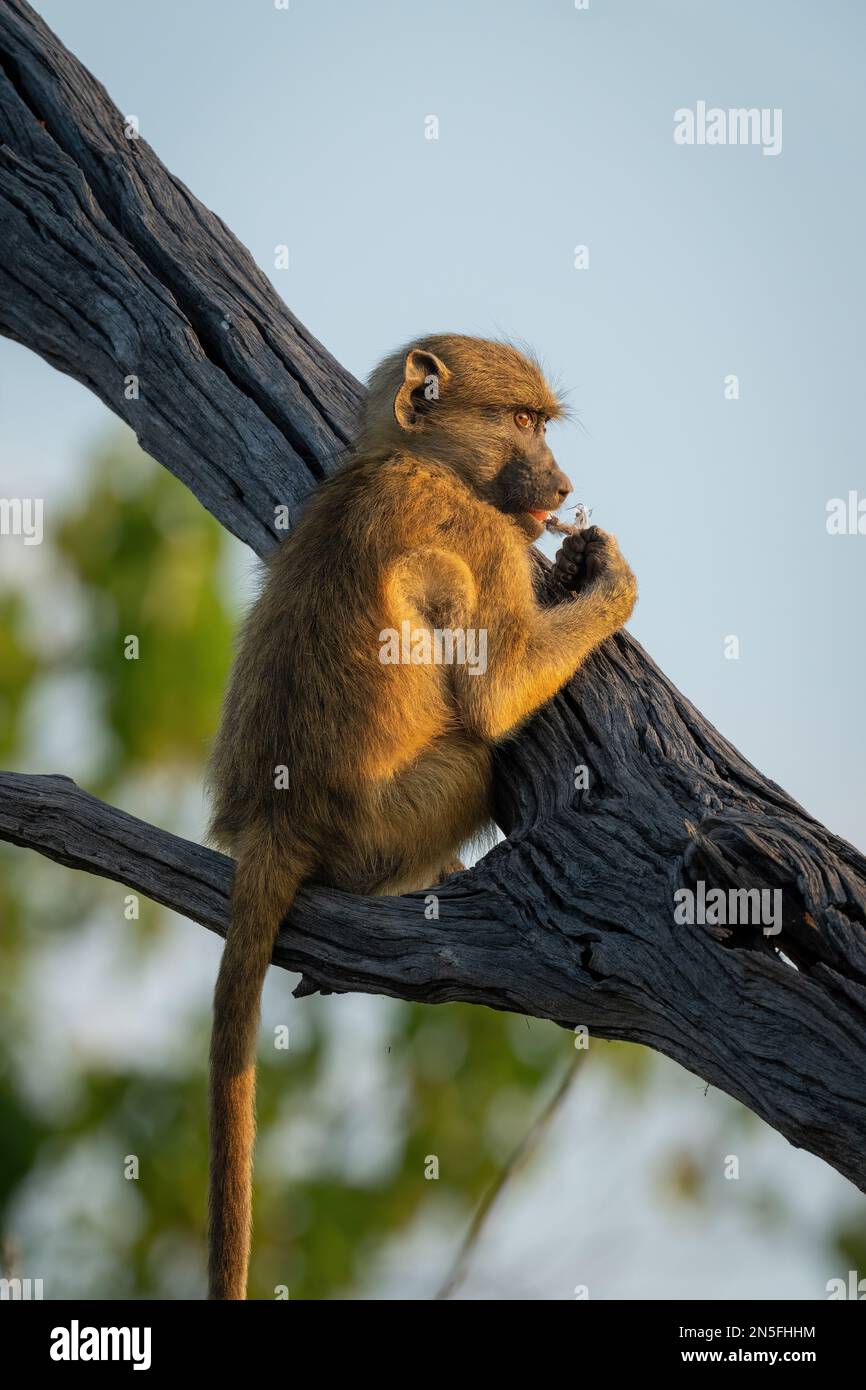 Monkey eating insect hi-res stock photography and images - Alamy