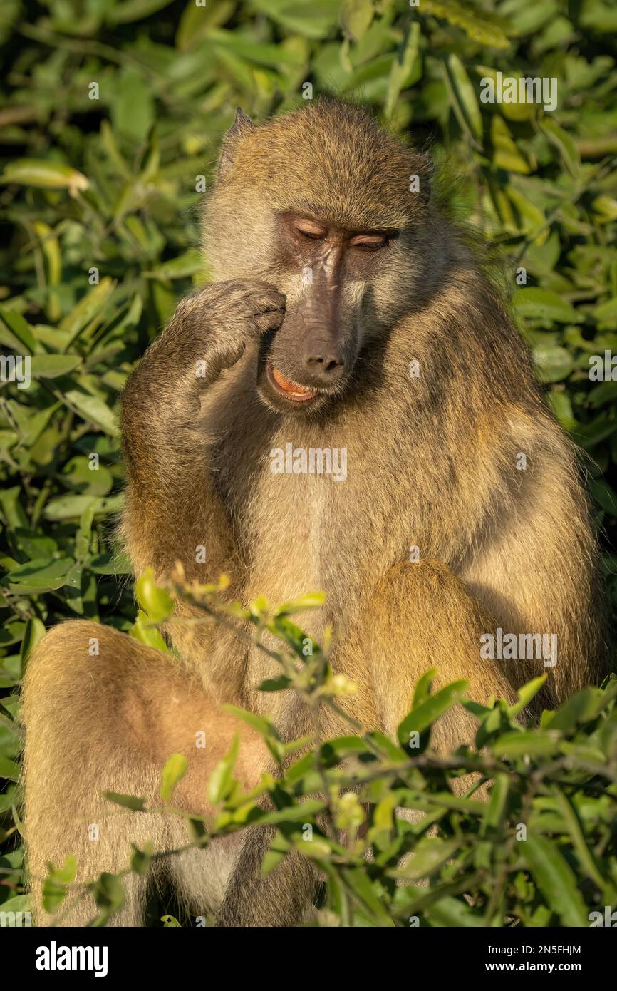 Chacma baboon sitting in tree scratching face Stock Photo - Alamy