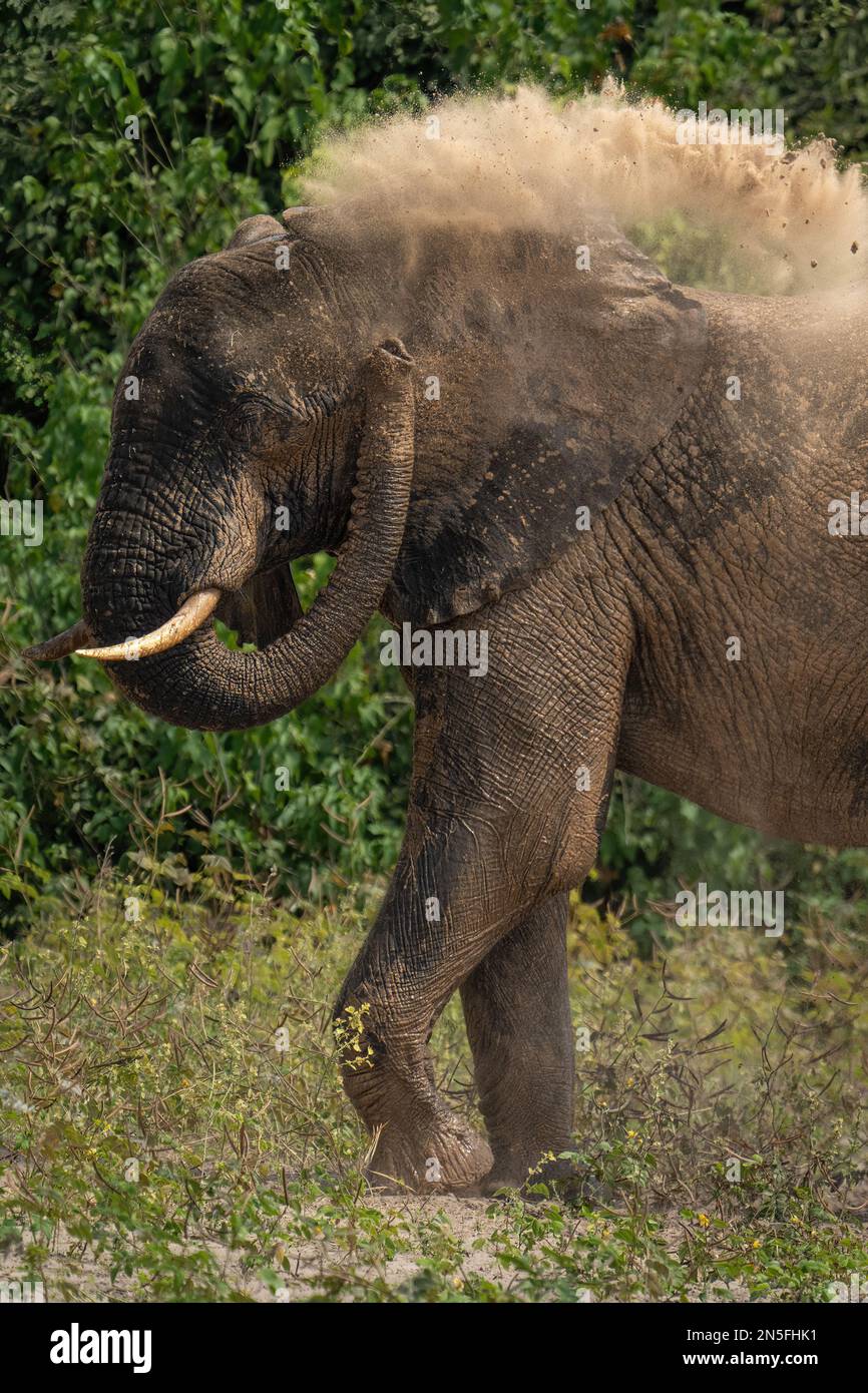 Close-up of African elephant having dust bath Stock Photo - Alamy
