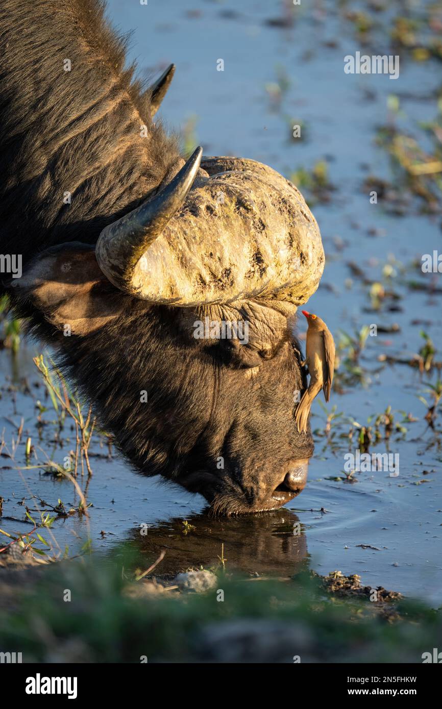 African buffalo drinking water chobe hi-res stock photography and ...