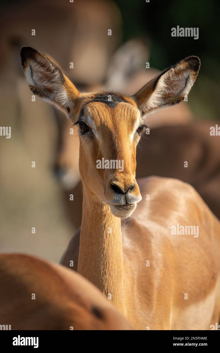 Close-up of female common impala facing lens Stock Photo - Alamy