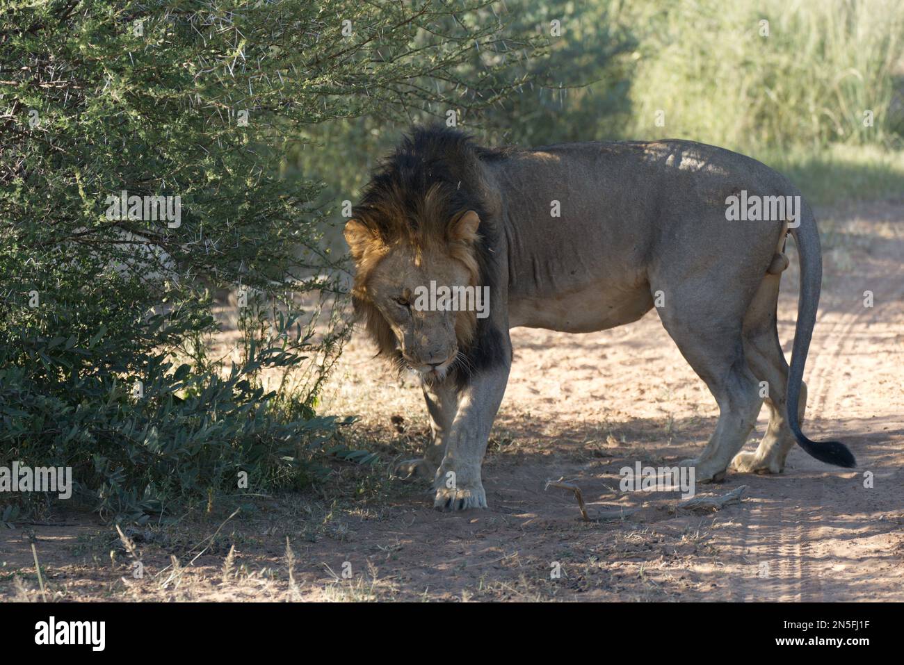 Hunting Male Lion Stock Photo - Alamy